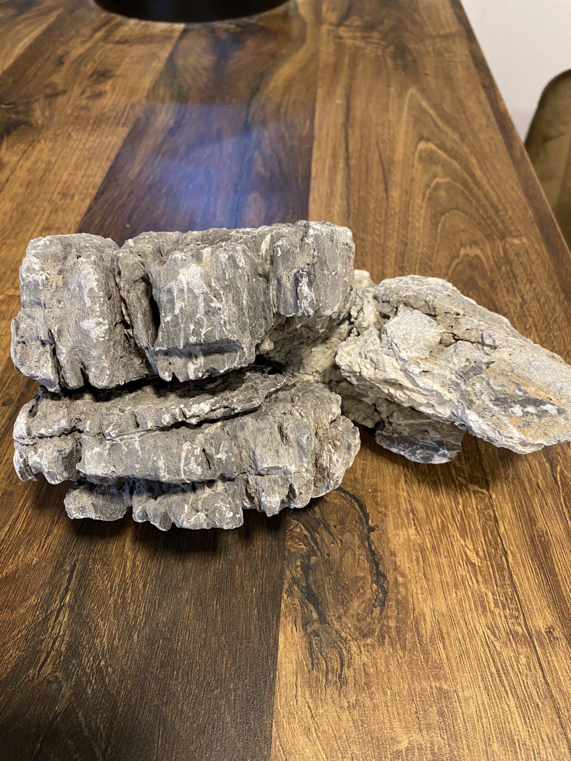 Seiryu kamen - Akvaristika Zoo Lizard